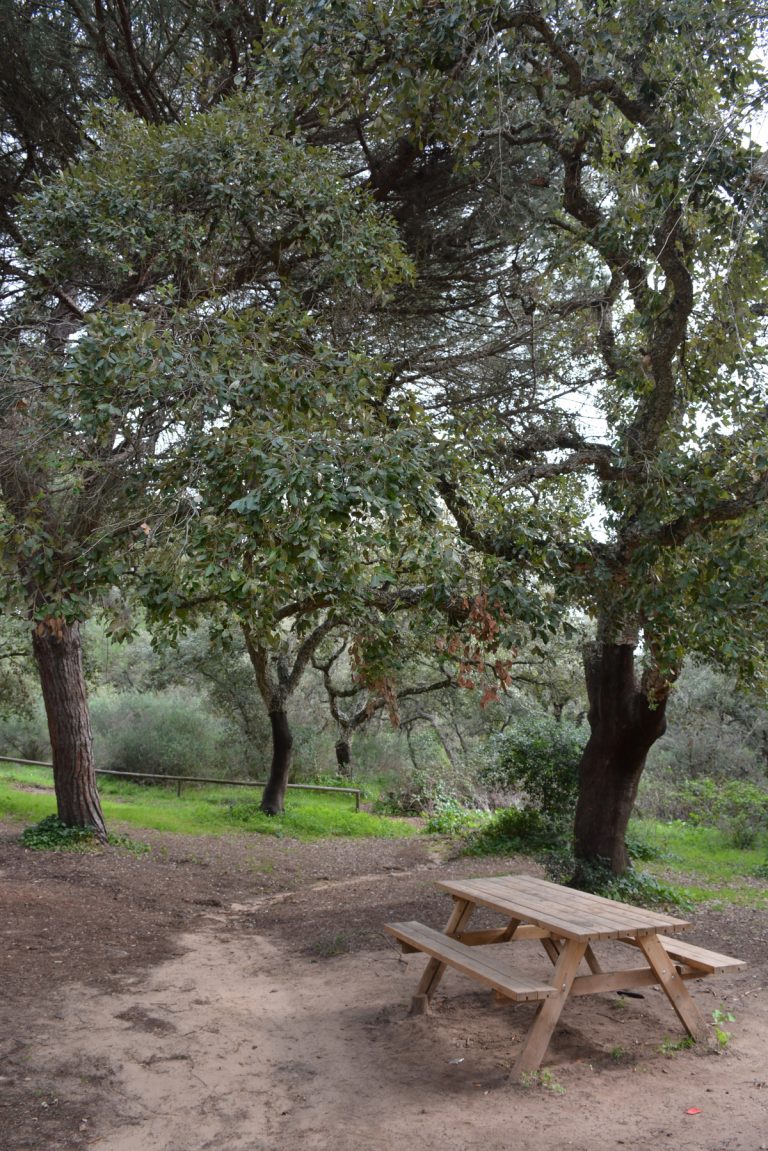 A PARTIR DE ESTE FIN DE SEMANA SE PODRÁN HACER BARBACOAS EN EL PINAR ...